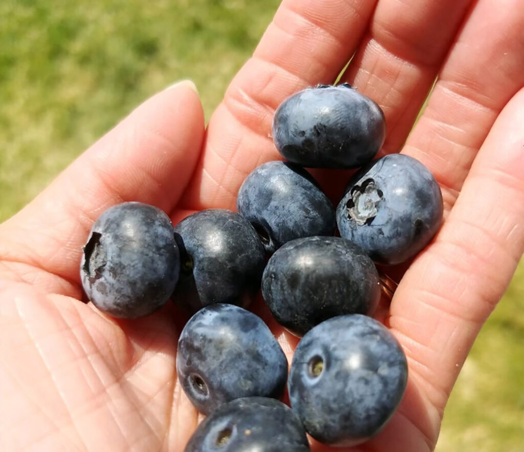 Farming Highbush Blueberry Varieties - Countryside